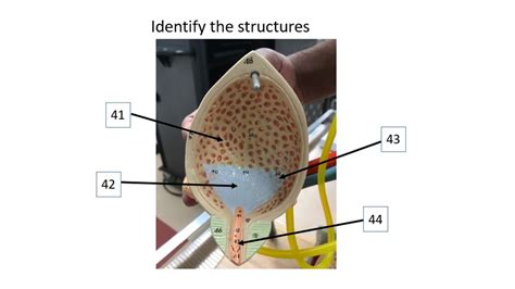 Bladder Diagram Quizlet