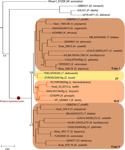 Example Of A Phylogenetic Tree With A Topology That Supports The Download Scientific Diagram