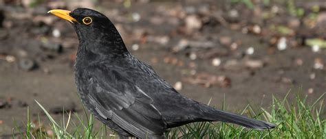 Alles Wat Je Wil Weten Over De Merel Vogel Blog