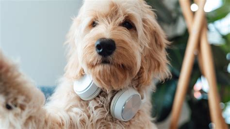 Why Is Classical Music Good For Dogs
