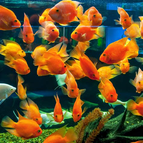 Classifying Fishes Taxonomy Real Aquatics