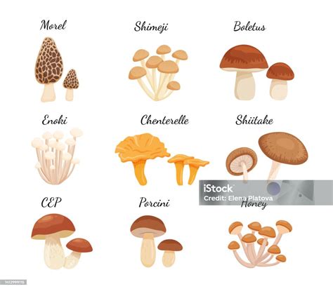 일본 요리를 요리하기위한 식용 신선한 전체 버섯 세트 표고 버섯 포르시니 시메지 모렐 볼레투스 버섯 컬렉션 흰색에 고립 된 만화 벡터 일러스트레이션 자연 산림 제품 버섯에