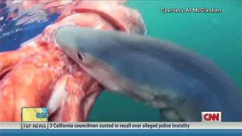 Giant Shark Vs Giant Squid