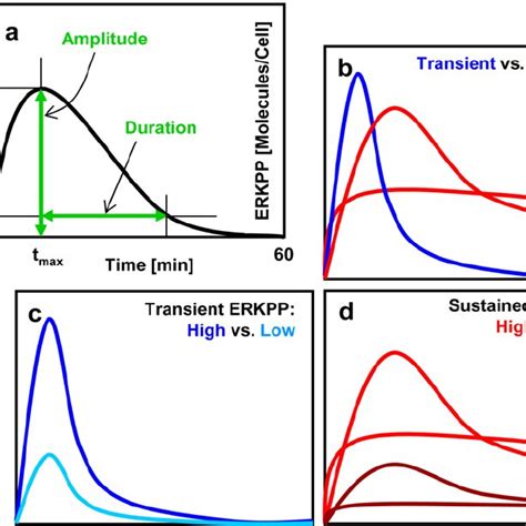 Transient And Sustained Time Profiles Of Erk Activation A Definitions Download Scientific