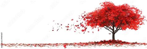 Red Maple Plant Red Flame Tree Acer Palmatum Dissectum Atropurpureum Red Leaved Japanese Maple