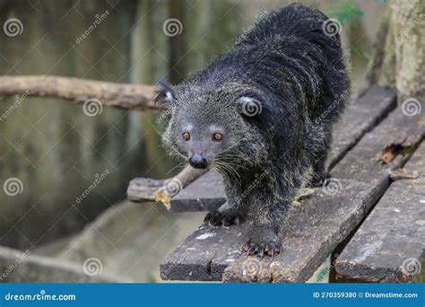 The Binturong Also Known As The Bearcat Royalty Free Stock Image