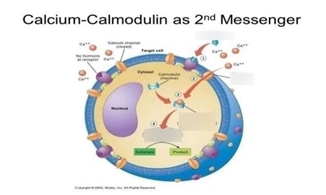 Second Messenger Calcium Calmodulin Diagram Quizlet