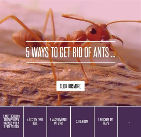 Does Borax And Sugar Kill Ants