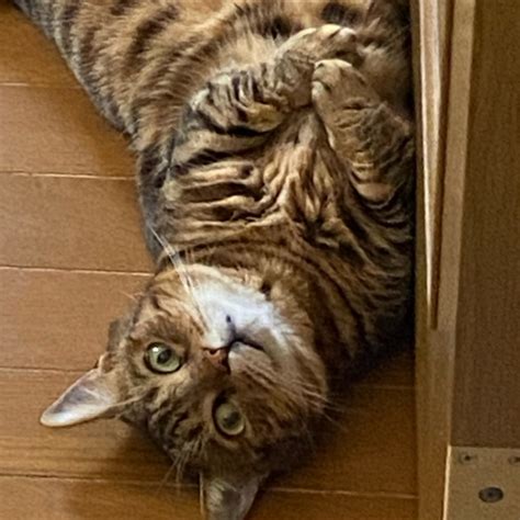 Chilone のroom 欲しい に出会える。