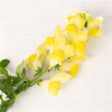 Yellow Snapdragon Gardyn