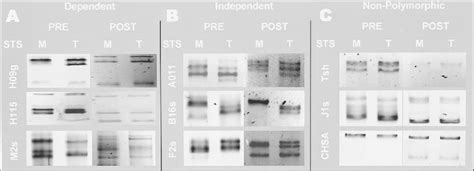 Pre Stain Versus Post Stain Single Strand Conformational Polymorphism Download Scientific