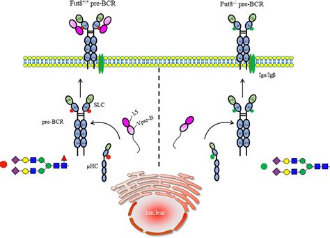 Frontiers Core Fucosylation Regulates The Function Of Pre Bcr Bcr