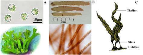 2 The Diversity Of Macroalgae A Green Algae E B Red Alga C Brown