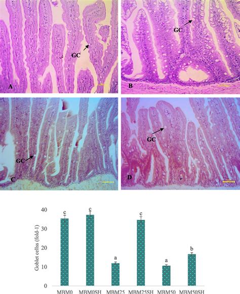 Representative Micrographs Of The Distal Intestine Of Giant Trevally