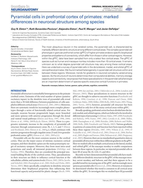 Pdf Pyramidal Cells In Prefrontal Cortex Of Primates Marked Differences In Neuronal Structure