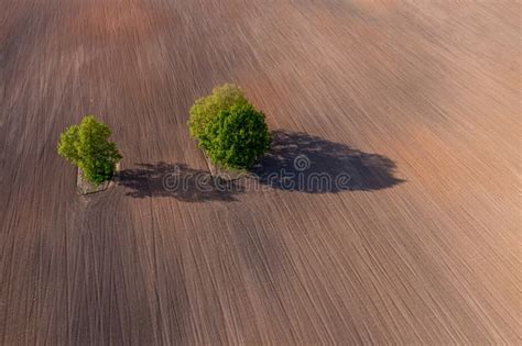 Top Down Aerial View On A Two Trees In The Middle Of A Cultivated Field