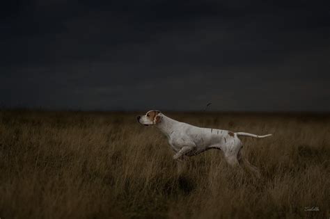 Introducing Amelia And Annette Siddle Wilchrimane Pointers Wellness