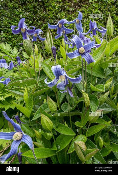 Pretty Blue And White Flowers Of Clematis Integrifolia Solitary Clematis Virgins Bower