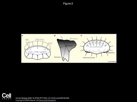 the shape of motile cells ppt download