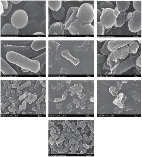 Scanning Electron Micrographs Of S Aureus A C B Subtilis D F