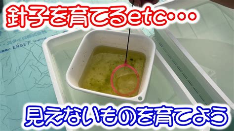 【めだか】針子の飼育環境から室内飼育の話 B型おやじ Youtube