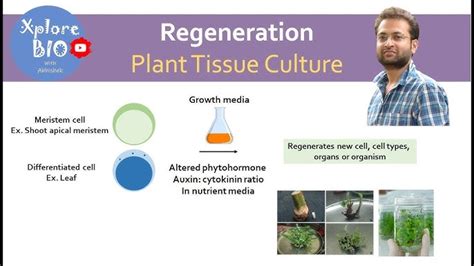 Example Of Regeneration