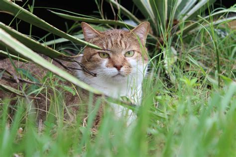 Feral Cats