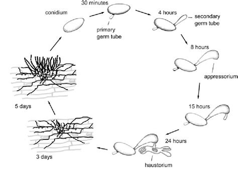Figure 1 From Gene Expression Profiles Of Blumeria Graminis Indicate