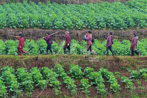 四川蓬安人勤春早 果树管护正当时 人民图片网