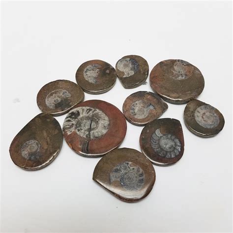 Small Ammonite Fossils Pikes Peak Rock Shop