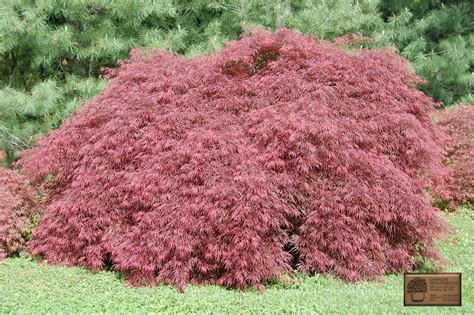 Threadleaf Jap Maple Red Dragon Japanese Maple Japanese Maple