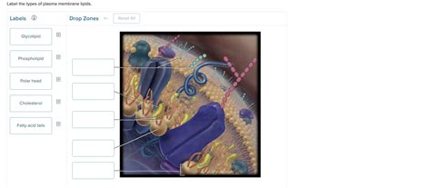 Solved Label The Types Of Plasma Membrane Lipids