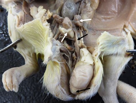 Rat Male Reproductive Diagram Quizlet