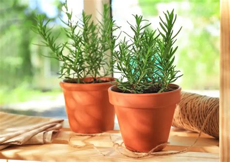Cuidados Basicos Del Romero Para Obtener Una Planta Sana Y Duradera