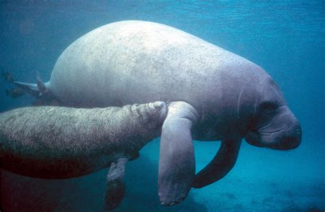 West Indian Manatee Natural Atlas