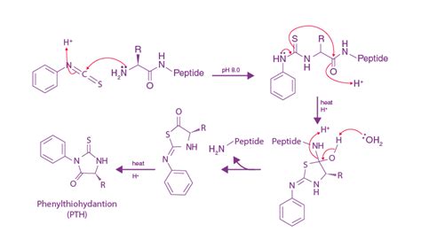 Peptide Bond Formation Characteristics Structure And Important Questions