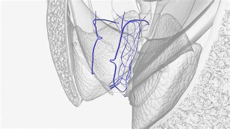 Premium Photo The Rectal Venous Plexus Surrounds The Rectum And Communicates In Front With The