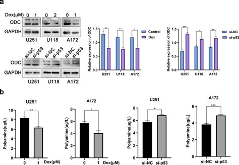 P53 Regulates Odc Expression And Polyamine Synthesis A The Download Scientific Diagram