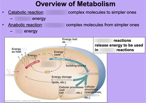 5 Metabolism Overview Of Metabolism Diagram Quizlet