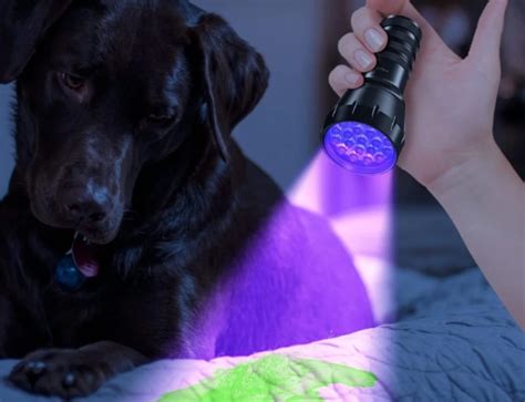 using uv flashlights to authenticate banknotes tank007