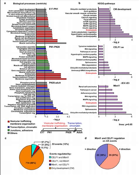 Vesicular Trafficking Genes Are Regulated By As During Development