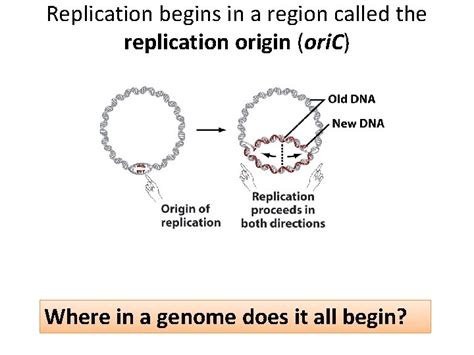 Where In A Genome Does Dna Replication Begin