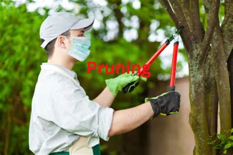 Proper Tree Pruning Smith Brothers Landscape 630 934 1369 630 917