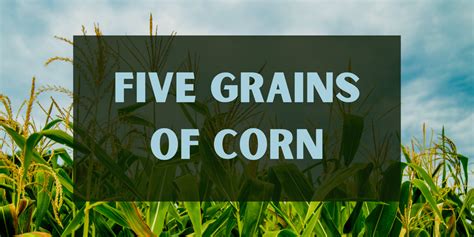 Five Grains Of Corn Theres Still Hope