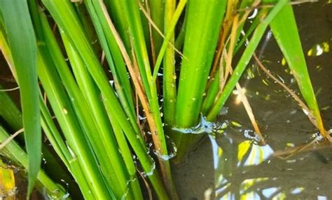 Các Loại Sâu Hại Lúa Chính được Ghi Nhận ở Nước Ta Nông Nghiệp Avn