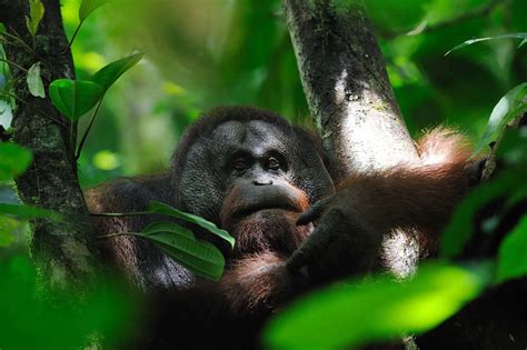 Danum Valley Tour 4d3n Borneo Adventure