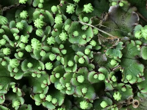 Liverwort Under Microscope