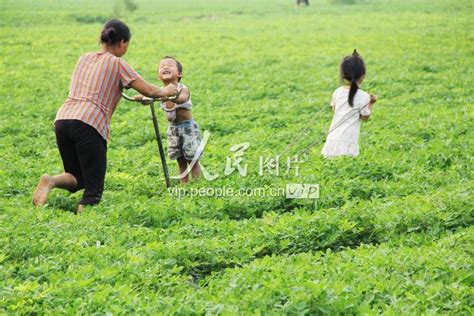 河南内黄40万亩花生长势喜人 人民图片网