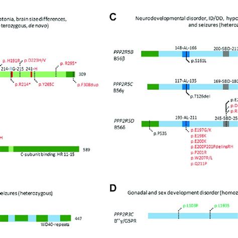 Overview Of Congenital Disease Causing Variants In Ppm Serthr Download Scientific Diagram