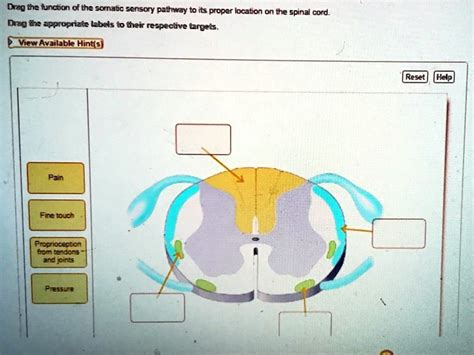 Drag The Function Of The Somatic Sensory Pathway To Its Proper Location